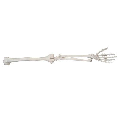 Life-Size Upper Extremity Model