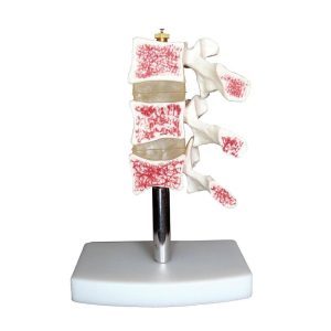 Skeletal Models - EducaTRAY