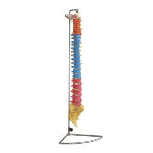 Skeletal Models from EducaTRAY