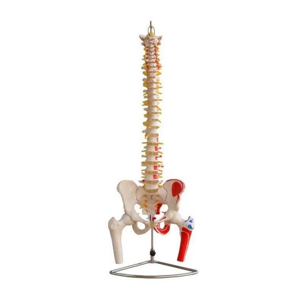 Vertebral Column Model with Pelvis & Femur Heads and Painted Muscles