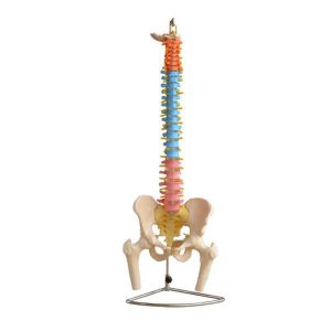 Didactic Vertebral Column Model with Pelvis & Femur Heads