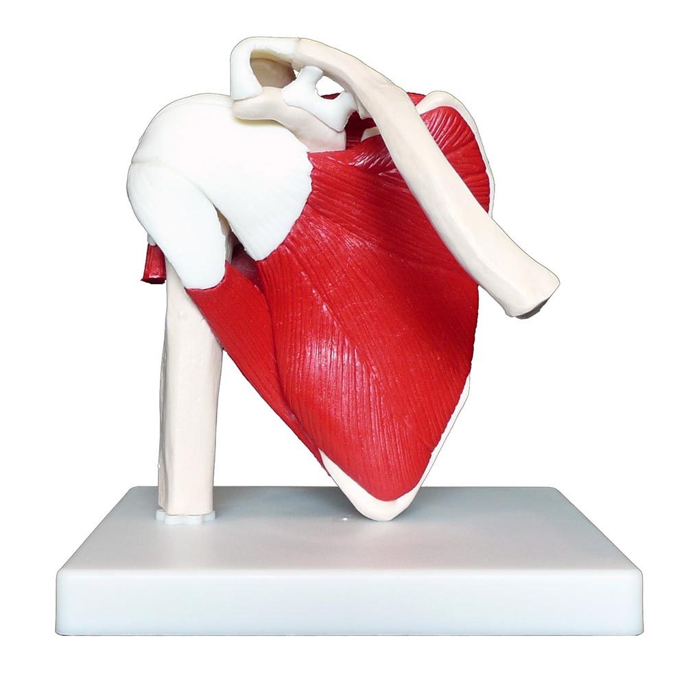 Life-Size Muscled Shoulder Joint Model