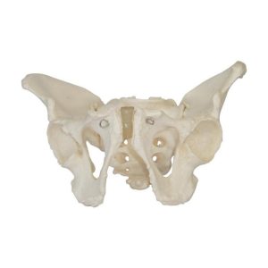 Adult Male Pelvis Model