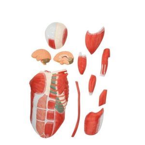 Life-Size Human Muscle Model 29 Parts