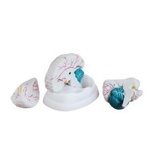 New Style Brain Model 3 Parts