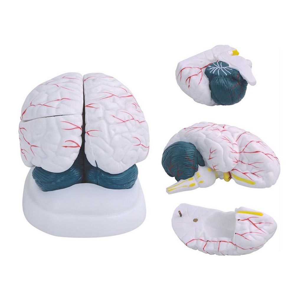 New Style Brain Model 3 Parts