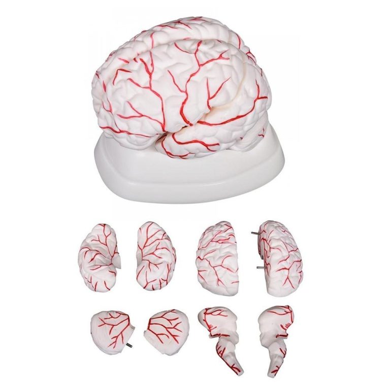 Anatomical Models - EducaTRAY