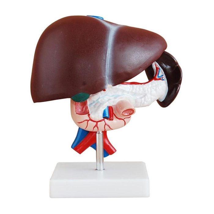 Intramuscular Injection Model