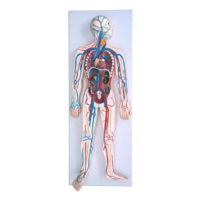 Circulatory System Model