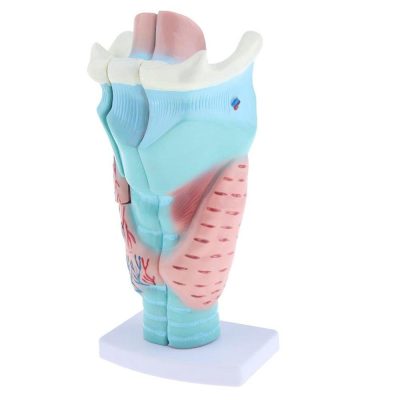 Magnified Huamn Larynx Model 3 Parts