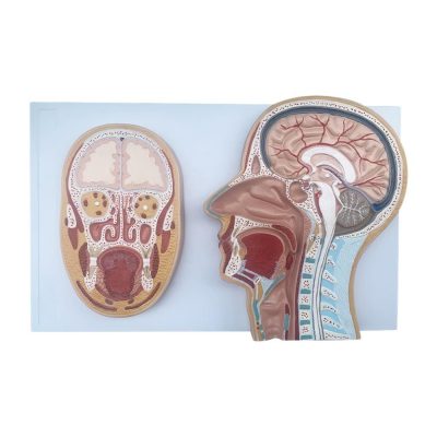 Frontal and Median Section of the Head Model
