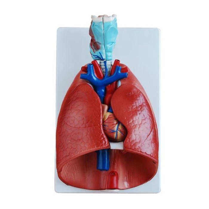 Intramuscular Injection Model