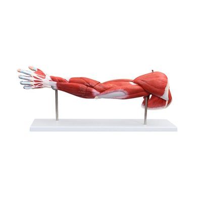 Muscle of Human Arm Model 7 Parts