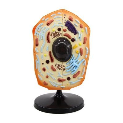 Animal Cell Model