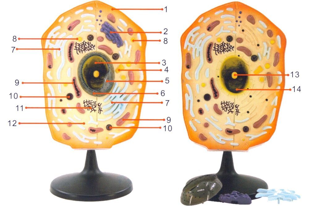 Animal Cell Model
