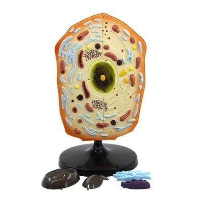 Animal Cell Model