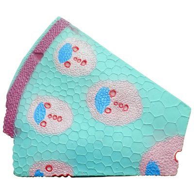 Advanced Female Urethral Catheterization Simulator