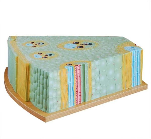 Monocot Stem Structure Model