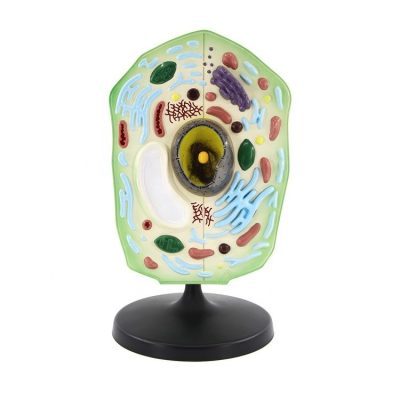 Plant Cell Model