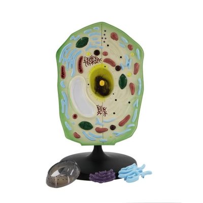 Plant Cell Model