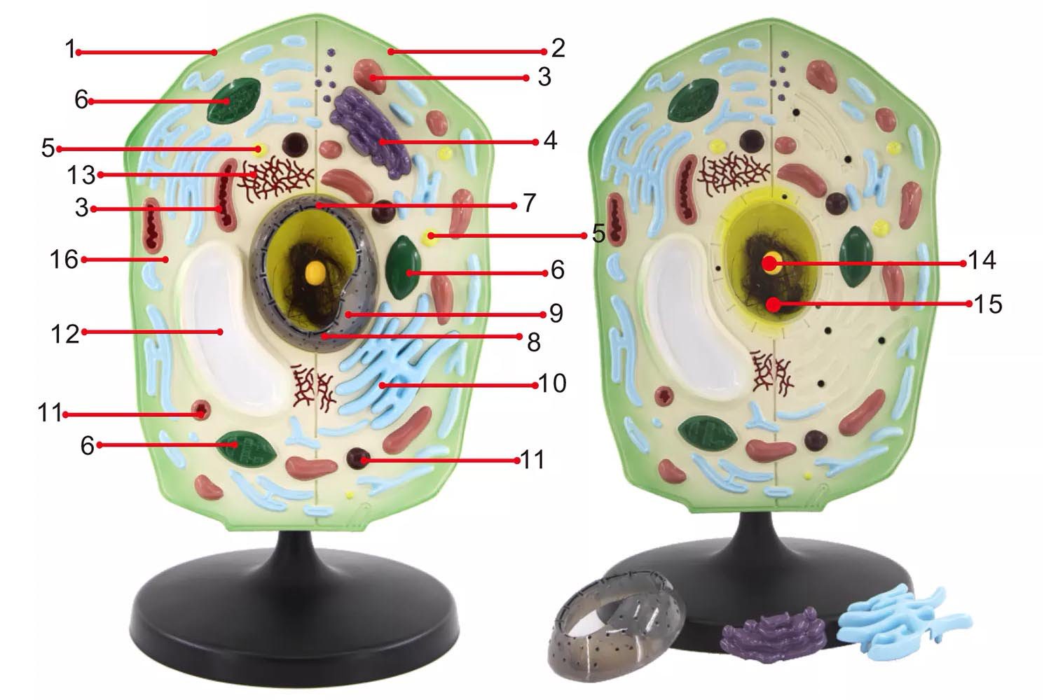 Plant Cell Model
